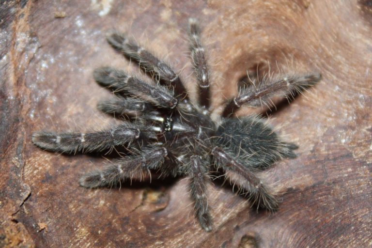 Psalmopoeus Emeraldus - spaspiders.co.uk