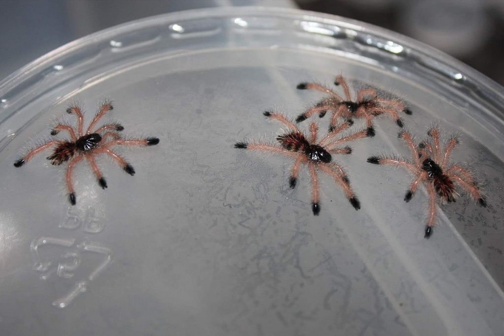 Spiderlings - spaspiders.co.uk