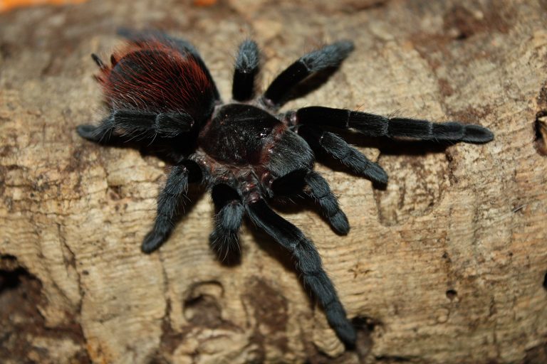 Tarantula - spaspiders.co.uk