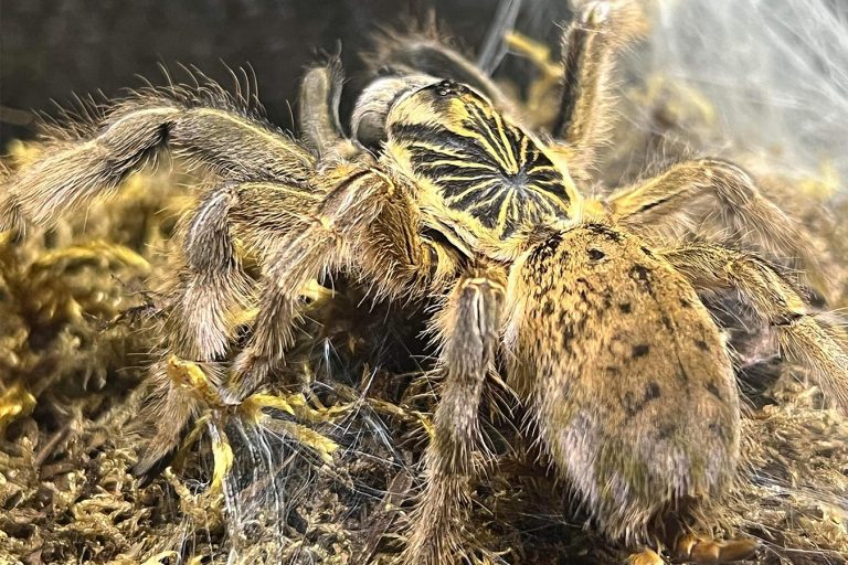Spiderlings - spaspiders.co.uk