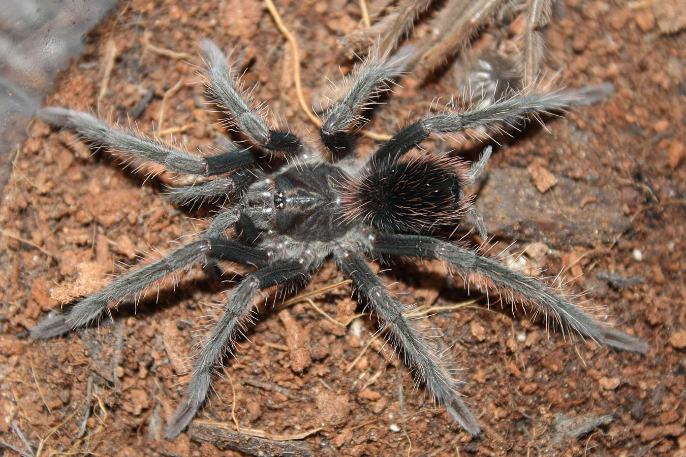 Juvenile - spaspiders.co.uk