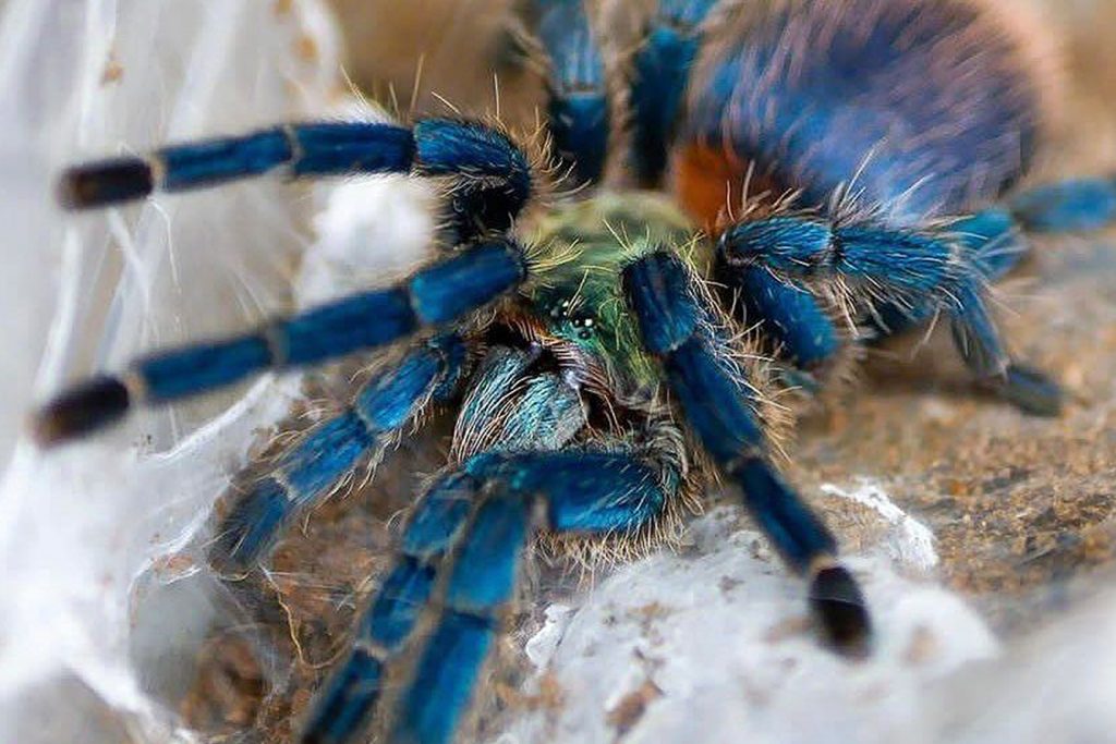 Spiderlings - spaspiders.co.uk