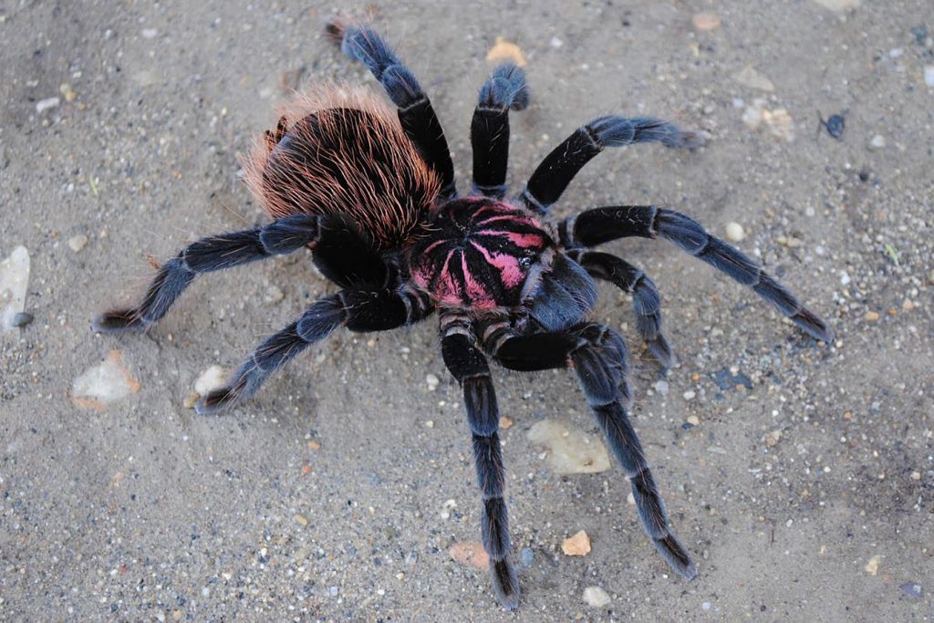 Xenesthis intermedia 8cm Female ♀ - spaspiders.co.uk