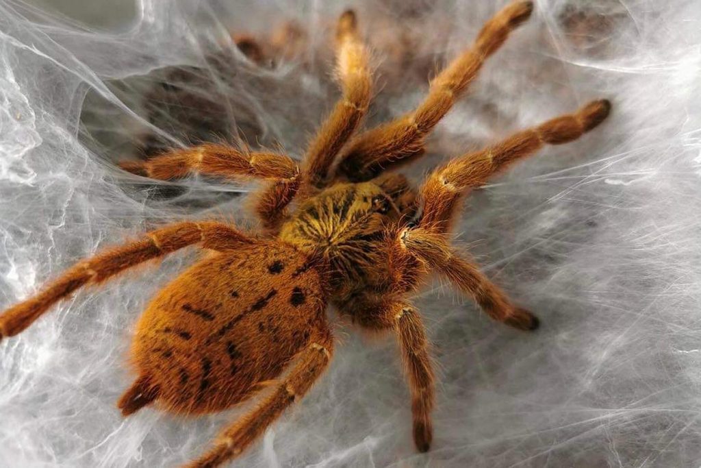 Pterinochilus murinus UMV "Usumbara" 1cm - spaspiders.co.uk