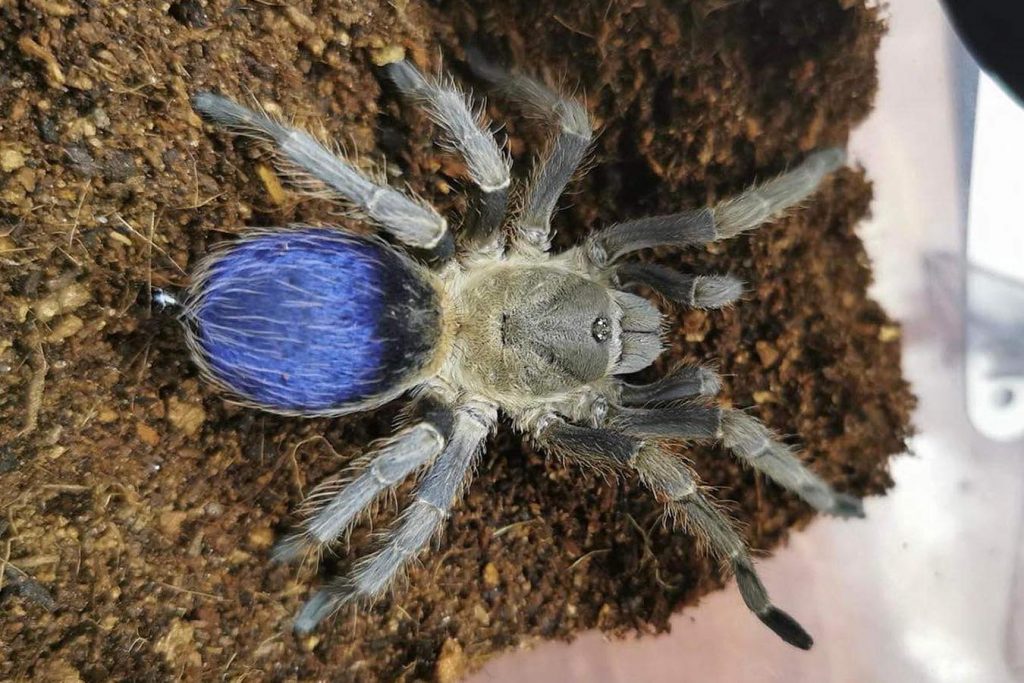 Pseudhapalopus sp "blue" 0.5cm - spaspiders.co.uk