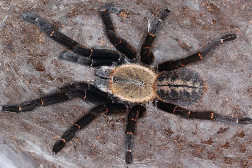 Cyriopagopus sp. "Bach Ma" 3-4cm - spaspiders.co.uk