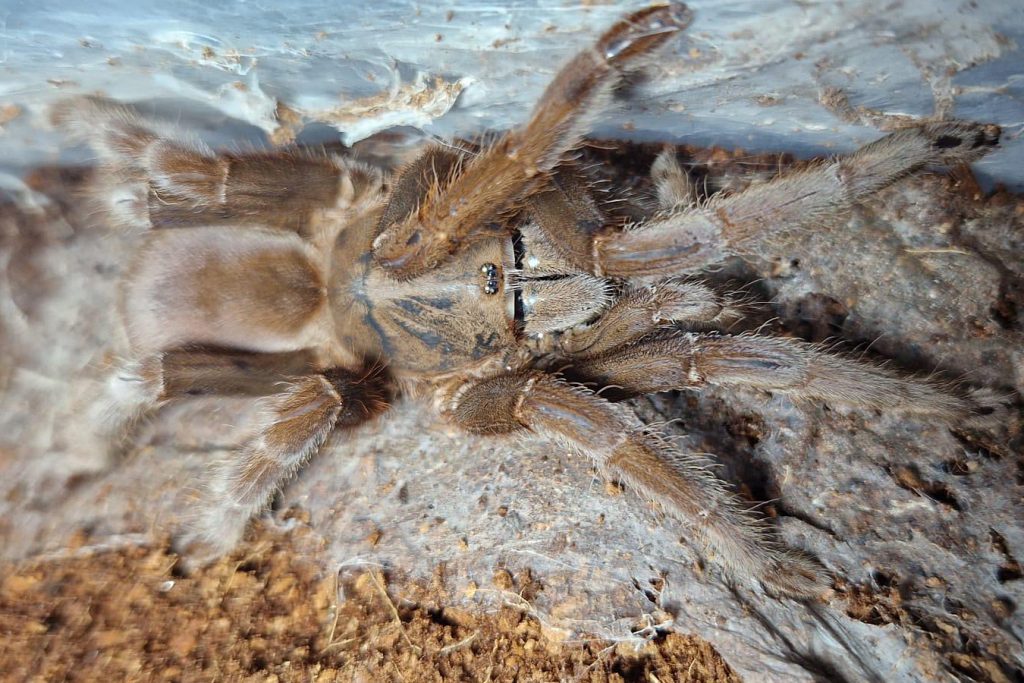 Selenocosmia javanensis 2-3cm x5 - spaspiders.co.uk