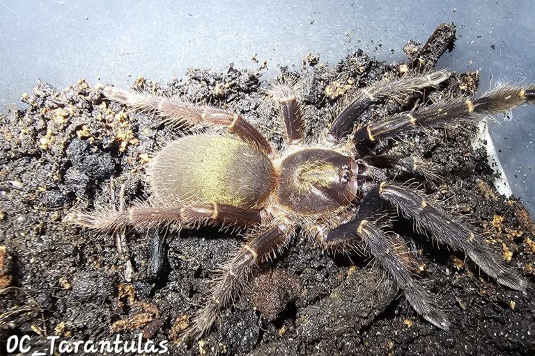 Ephebopus rufescens 6cm Female ♀ - spaspiders.co.uk