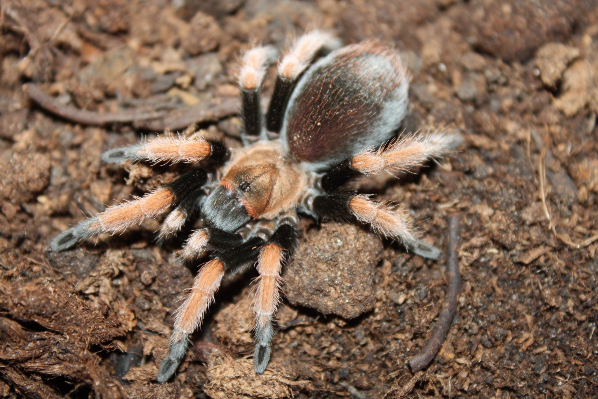 SHOP – spaspiders.co.uk