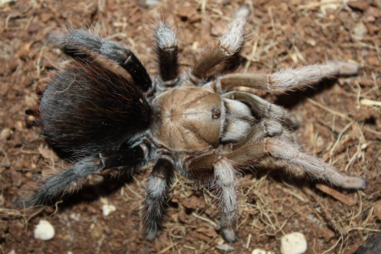 SHOP – spaspiders.co.uk