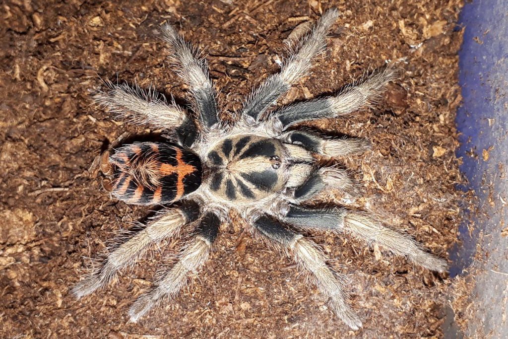 SHOP – spaspiders.co.uk