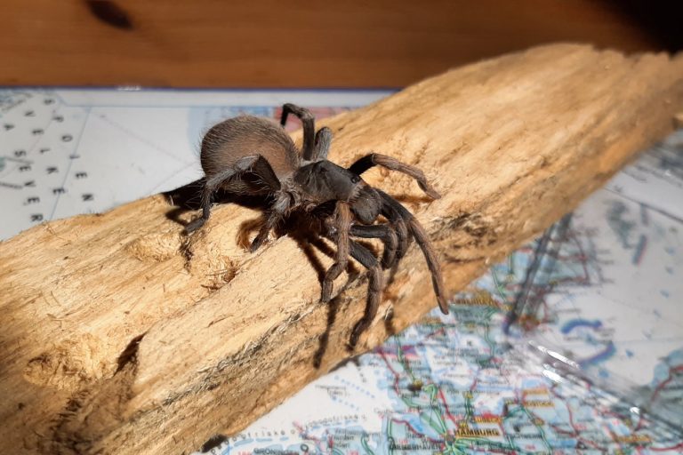 Cyrtopholis sp. "Horned DomRep" 0.5-1cm - spaspiders.co.uk