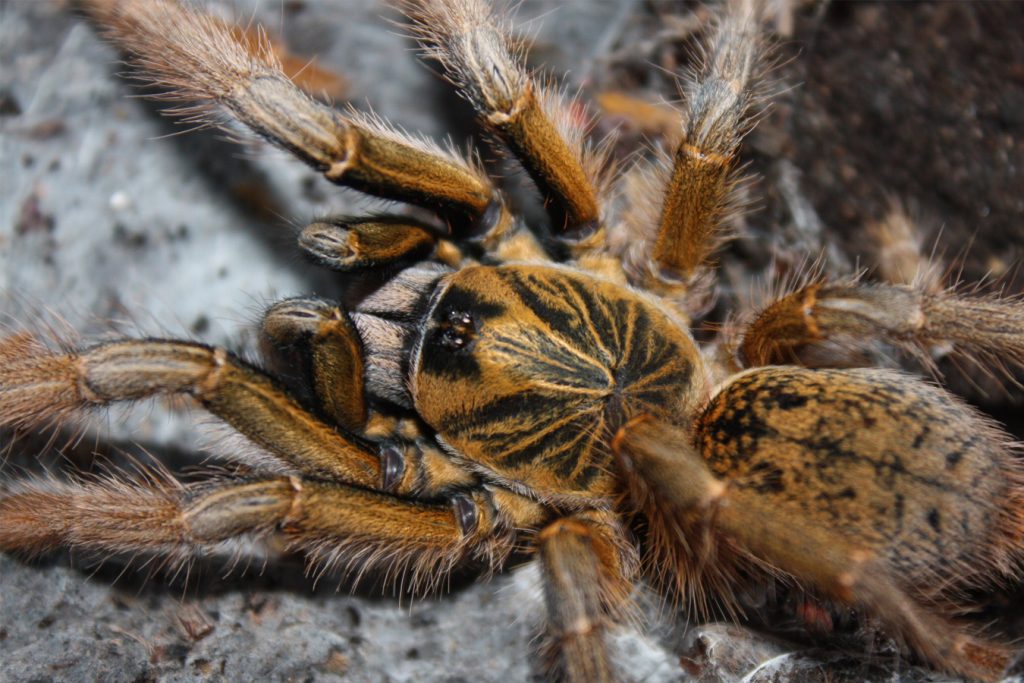 SHOP – spaspiders.co.uk